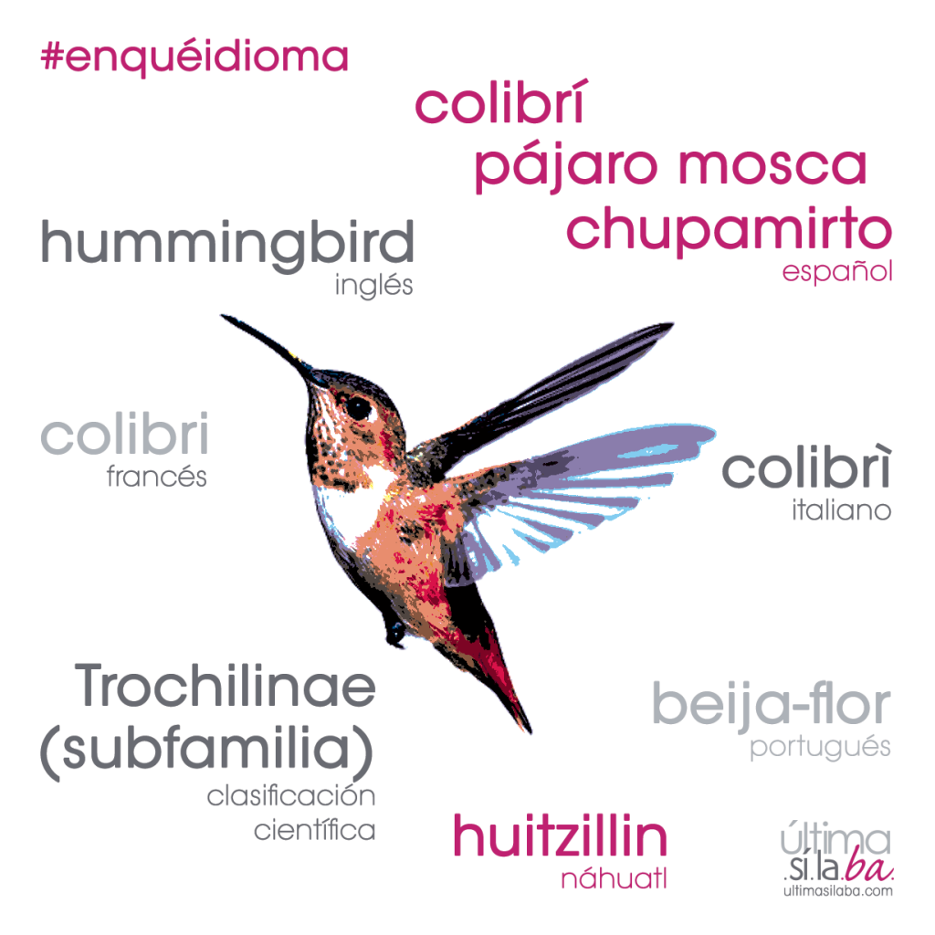 Cómo se dice Colibrí en Maya - Comunidades Indigenas de Mexico