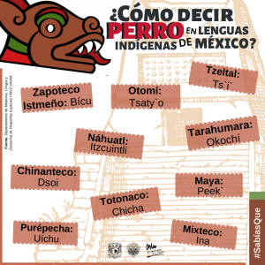 Cómo se dice Perro en Maya - Comunidades Indigenas de Mexico